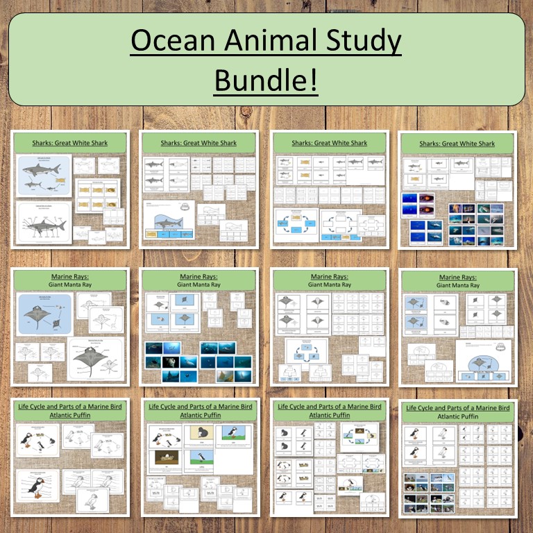 Marine Animal Study Ocean Study Bundle Montessori | Made By Teachers