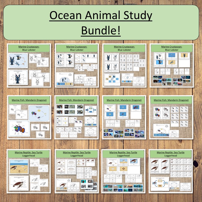 Marine Animal Study Ocean Study Bundle Montessori | Made By Teachers