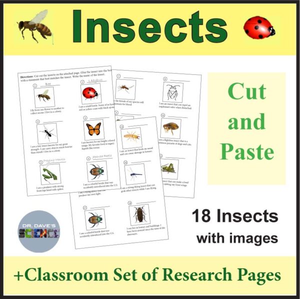Insects Cut and Paste Worksheets, Bugs and Insects Research Template ...