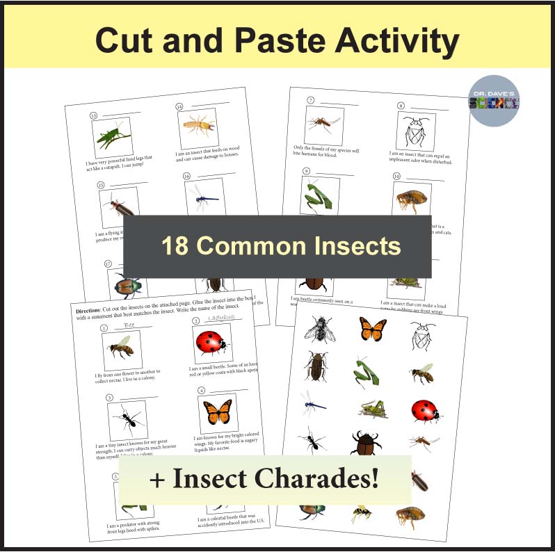 Insects Cut and Paste Worksheets, Bugs and Insects Research Template ...