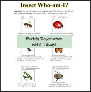Insects Cut and Paste Worksheets, Bugs and Insects Research Template ...