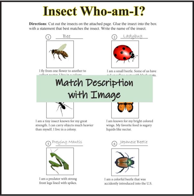 Insects Cut and Paste Worksheets, Bugs and Insects Research Template ...