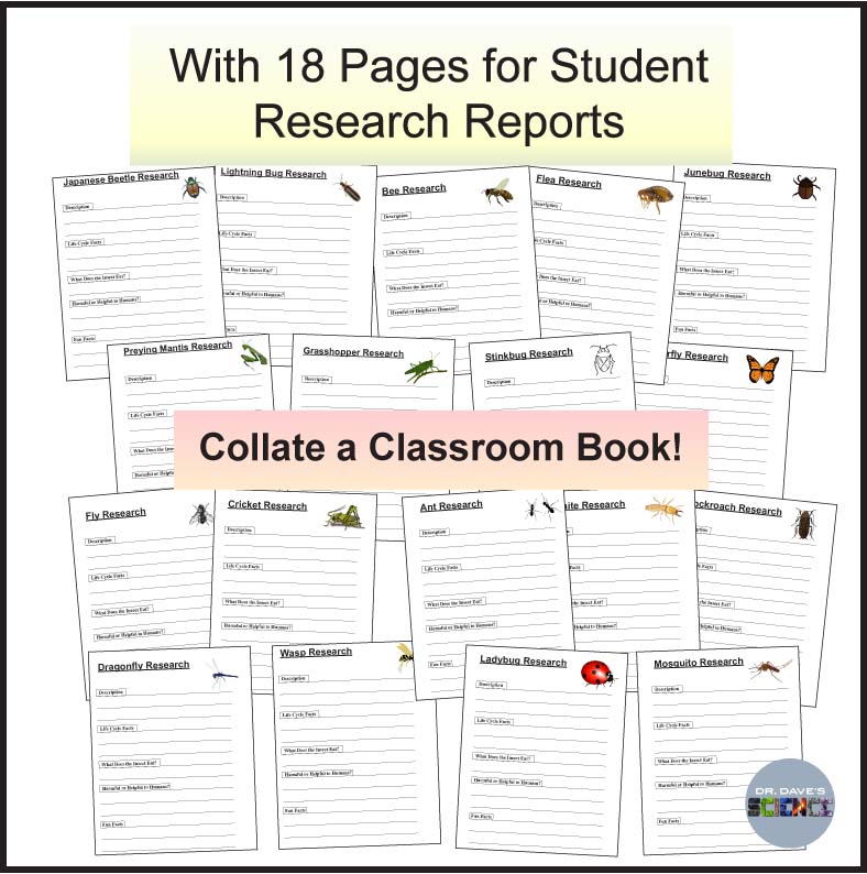 Insects Cut and Paste Worksheets, Bugs and Insects Research Template ...