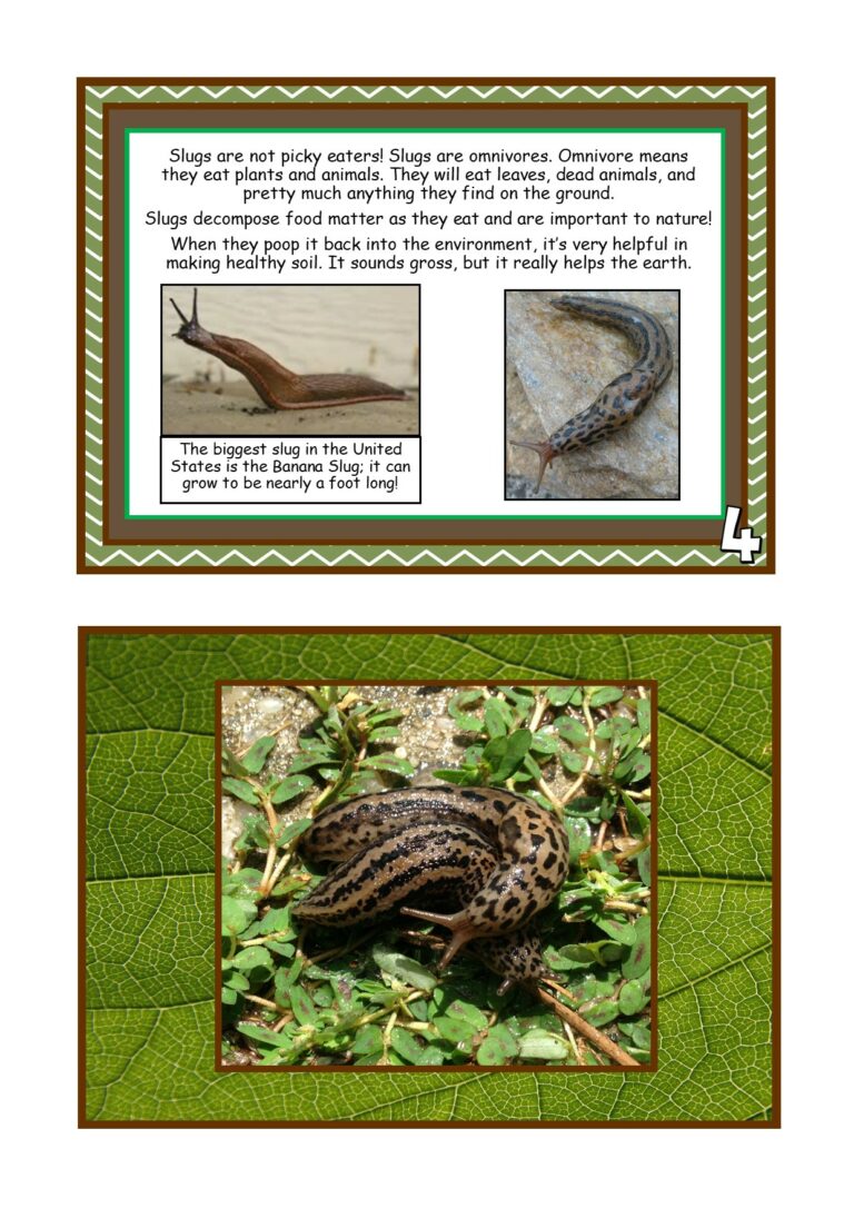 Slugs in Love Main Idea Retell Summarize Vocabulary Slug Facts | Made ...