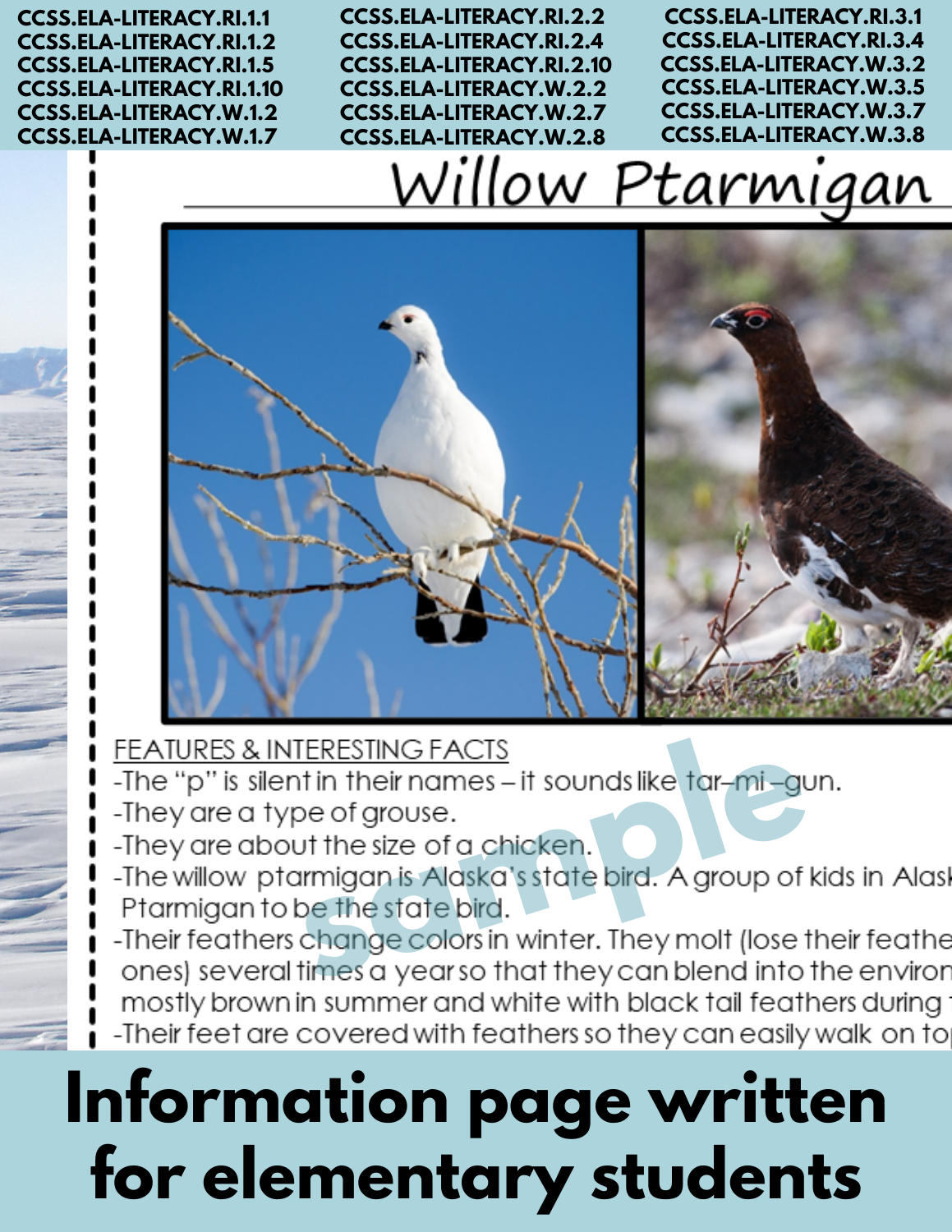 Willow Ptarmigan Arctic bird Research Page for writing Arctic animal ...