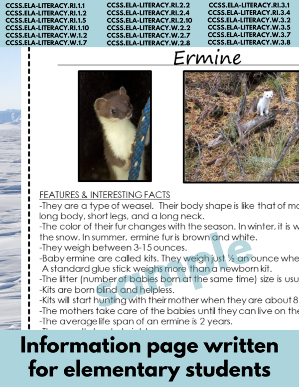Ermine Arctic Animal Research Pages for animal research paper | Made By ...
