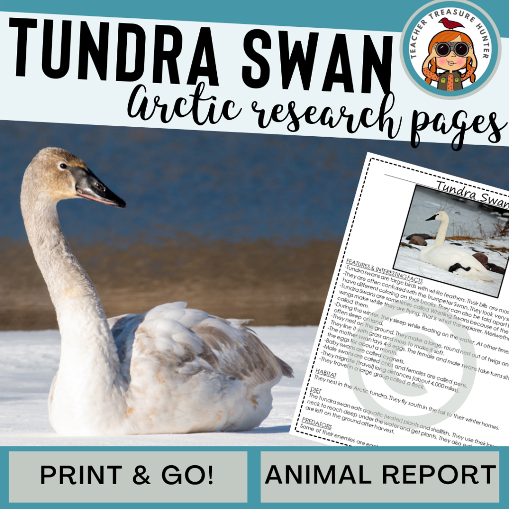 Tundra Swan Arctic Animal Research Page for animal report | Made By ...