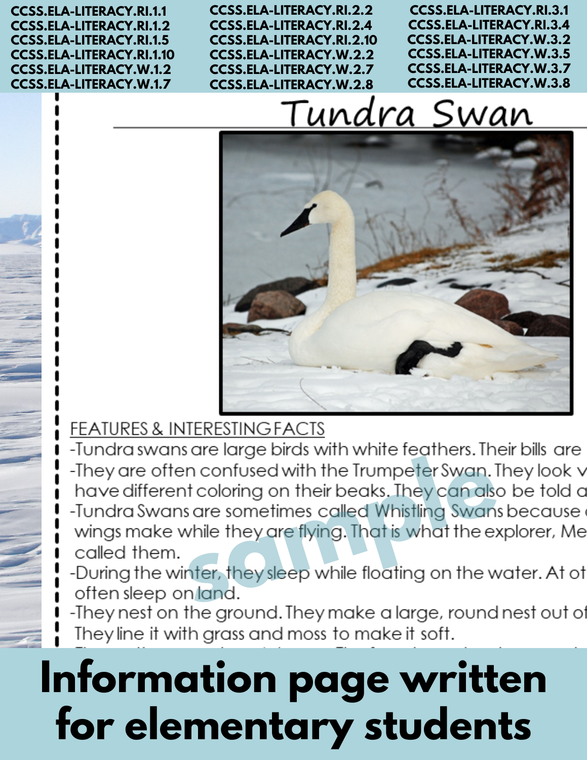 Tundra Swan Arctic Animal Research Page for animal report | Made By ...