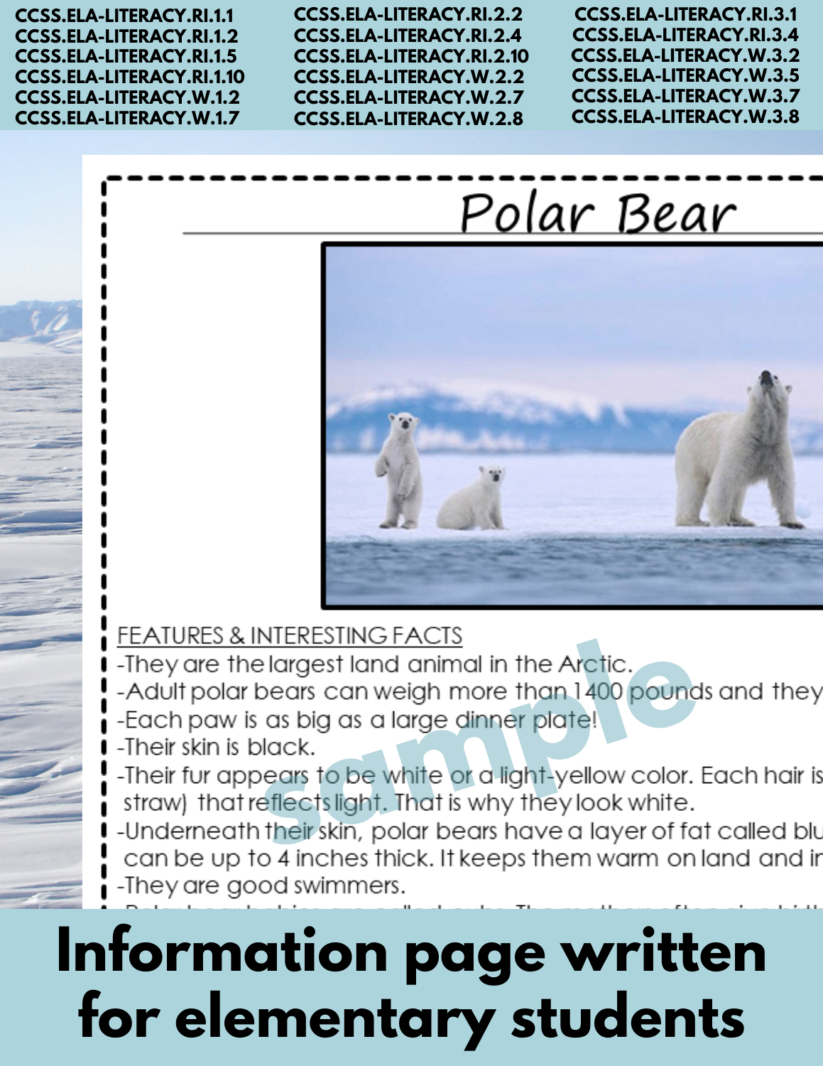 Polar Bear Arctic Animal Research Page for animal research report or ...