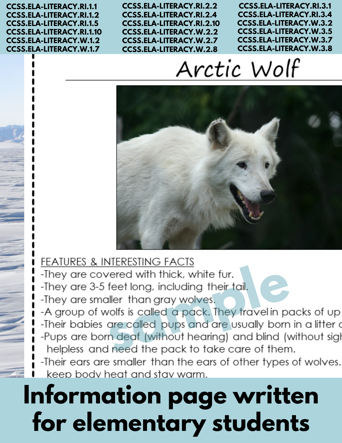 Arctic Wolf Animal Research Pages for research and writing animal ...