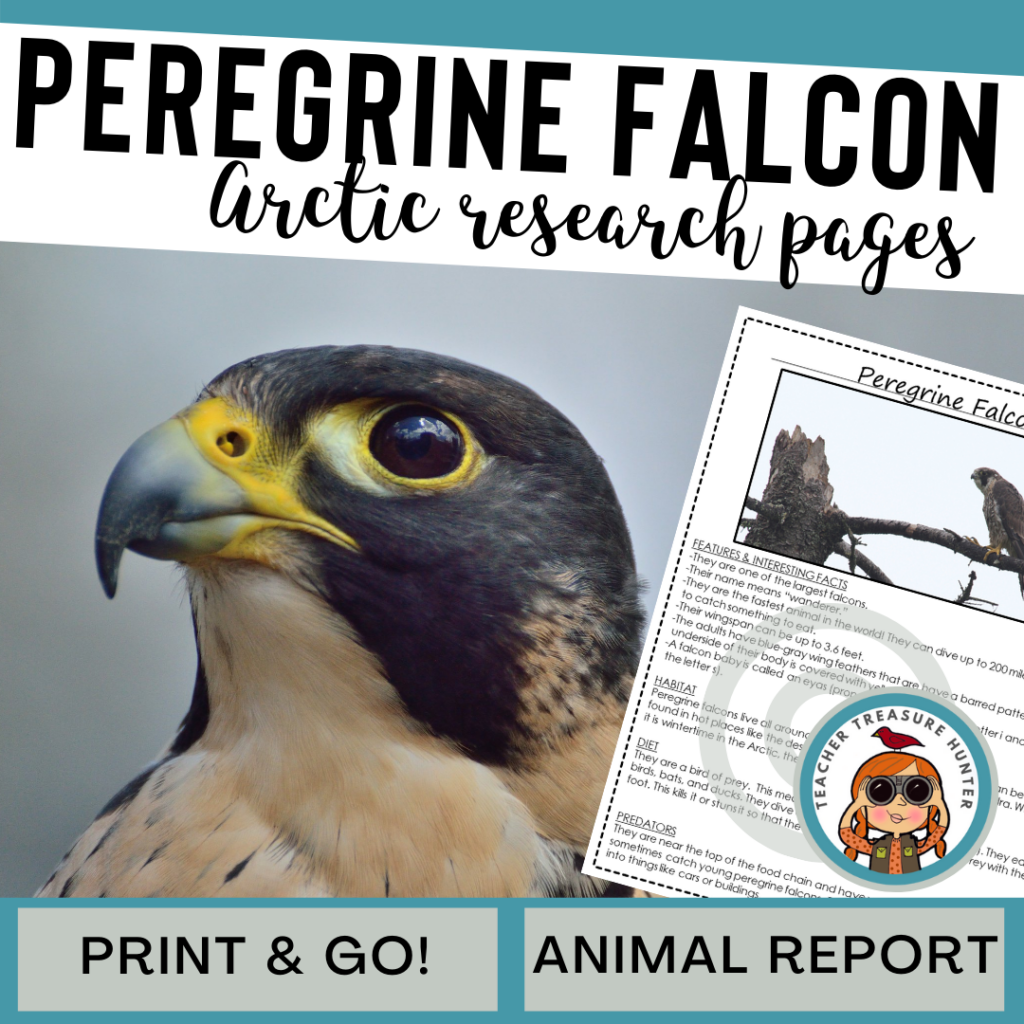 Peregrine Falcon Animal Research Pages for research and writing animal ...