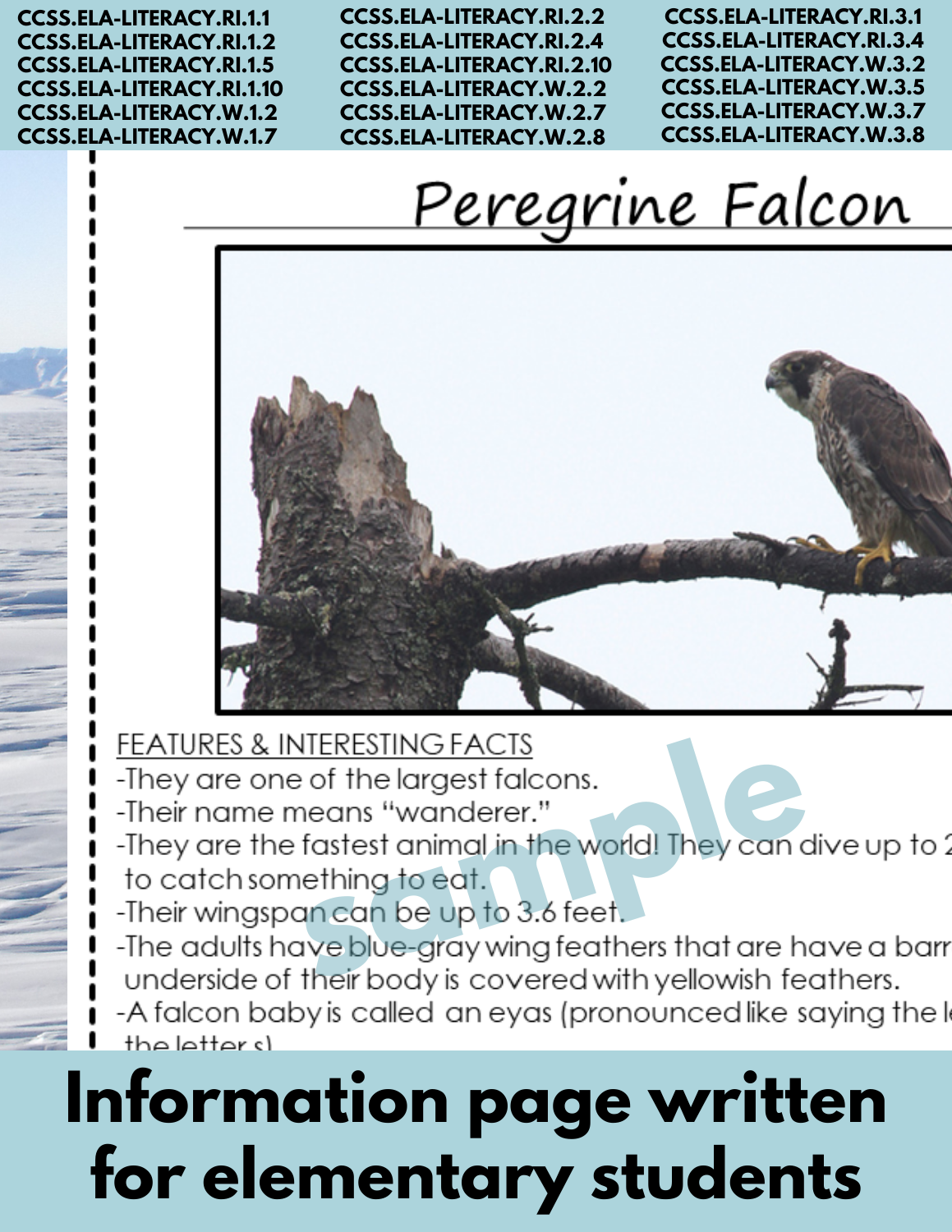 Peregrine Falcon Animal Research Pages for research and writing animal ...