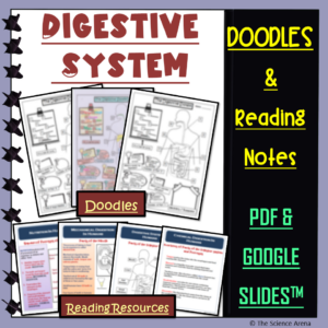 Digestive System - Human Body System Graphic Organizers | Science ...