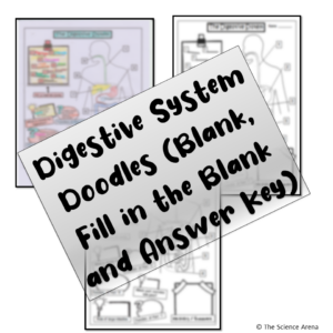 Digestive System - Human Body System Graphic Organizers | Science ...