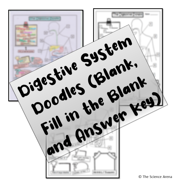 Digestive System - Human Body System Graphic Organizers | Science ...