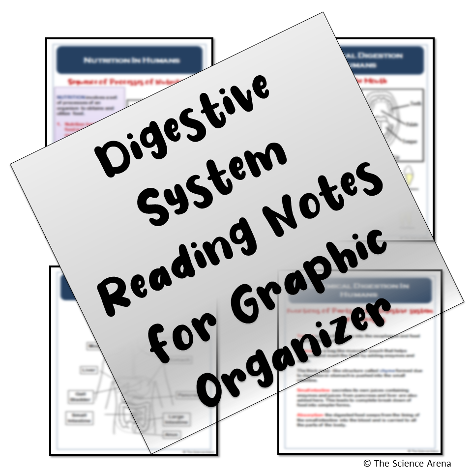 Digestive System - Human Body System Graphic Organizers | Science ...