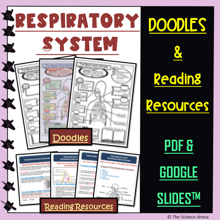 Digestive System - Human Body System Graphic Organizers | Science ...