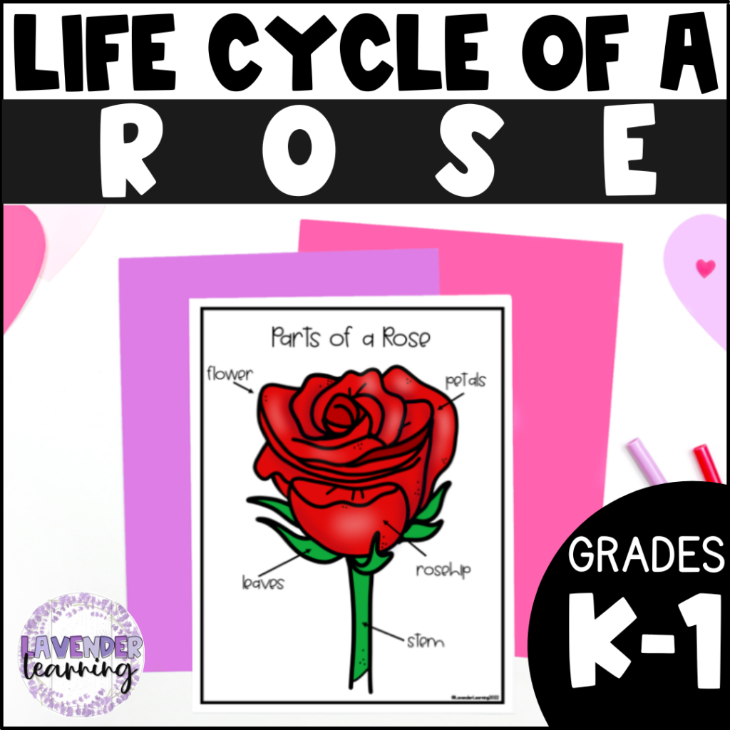 Life Cycle of a Rose Activities, Worksheets, Booklet, Posters - Rose ...