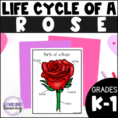 Valentine's Day Life Cycles Bundle - Rose & Cocoa Tree/ Cacao Tree ...
