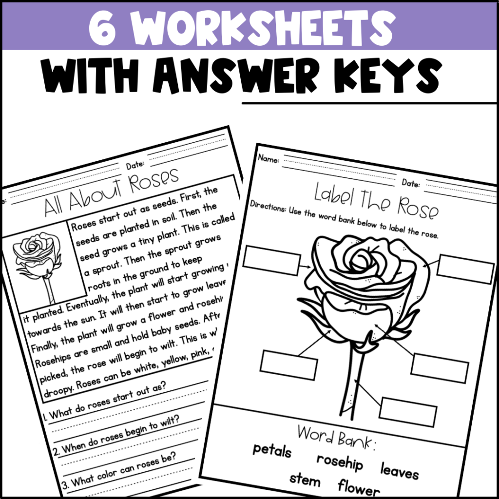 Life Cycle of a Rose Activities, Worksheets, Booklet, Posters - Rose ...