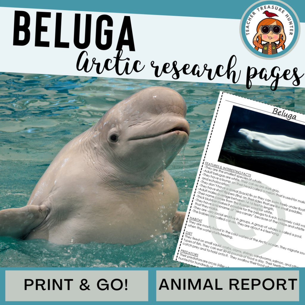 Beluga whale Animal Research Pages for research and writing animal ...