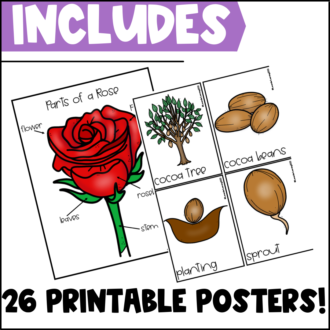 Valentine's Day Life Cycles Bundle - Rose & Cocoa Tree/ Cacao Tree ...