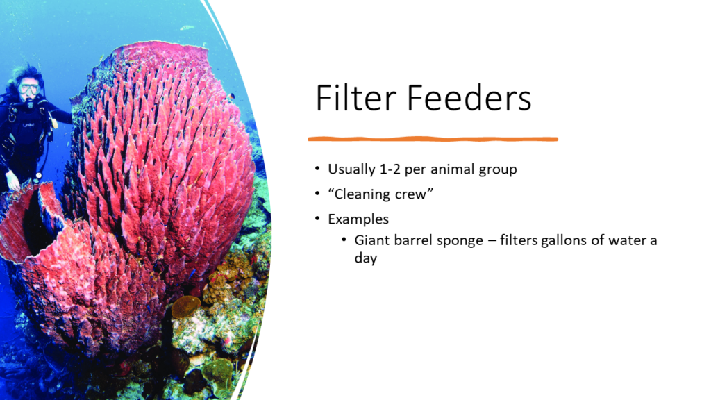 Apologia Zoology 2 Swimming Creatures Ch 1 Aquatic Animals Slideshow ...