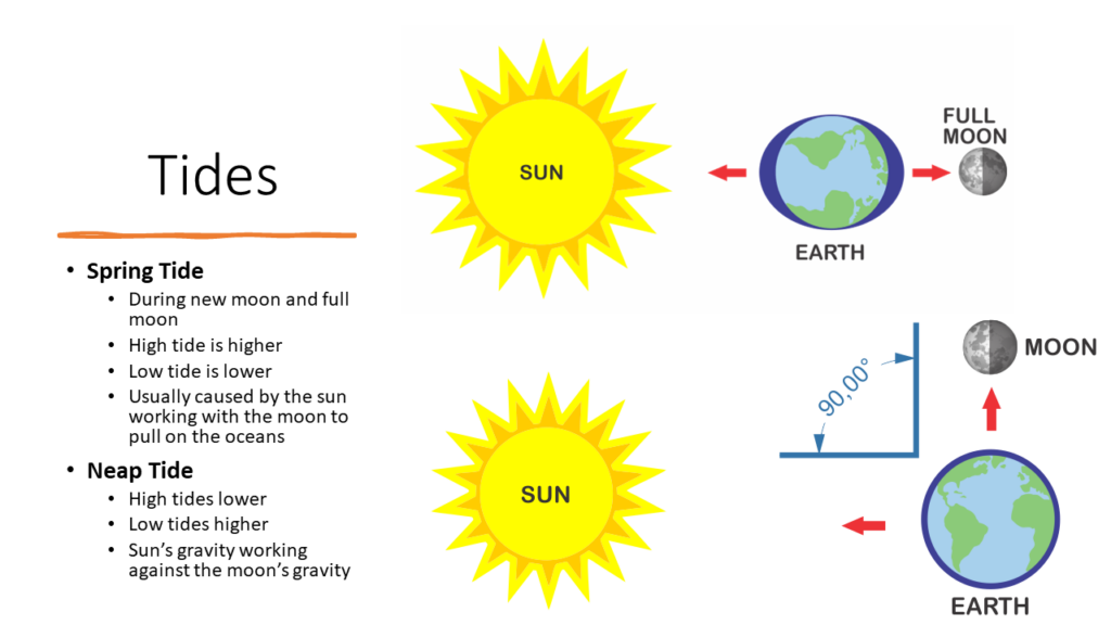 Apologia Zoology 2 Swimming Creatures Ch 1 Aquatic Animals Slideshow ...