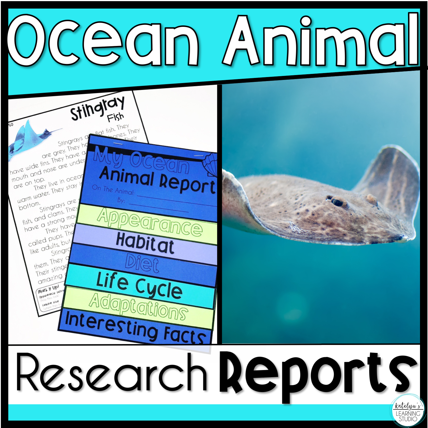 Ocean Animals For Kids Research