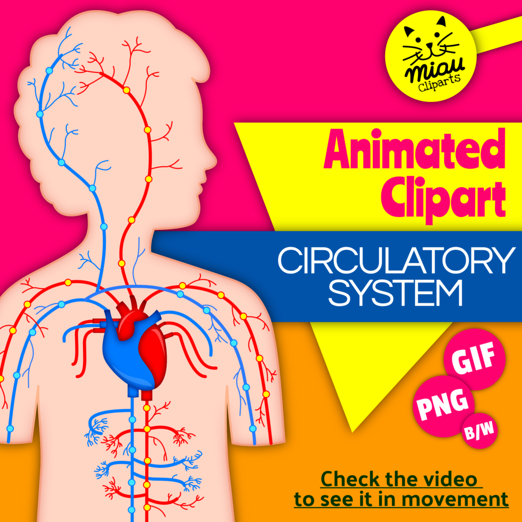 Circulatory System Clipart | Human Body illustration | GIFs and PNG ...
