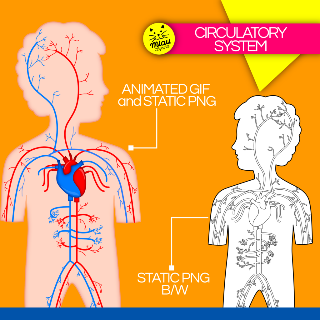 Circulatory System Clipart | Human Body illustration | GIFs and PNG ...