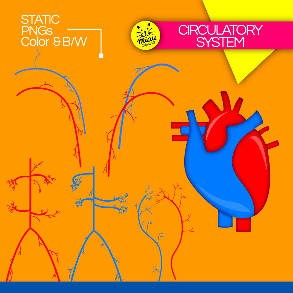 Circulatory System Clipart | Human Body illustration | GIFs and PNG ...