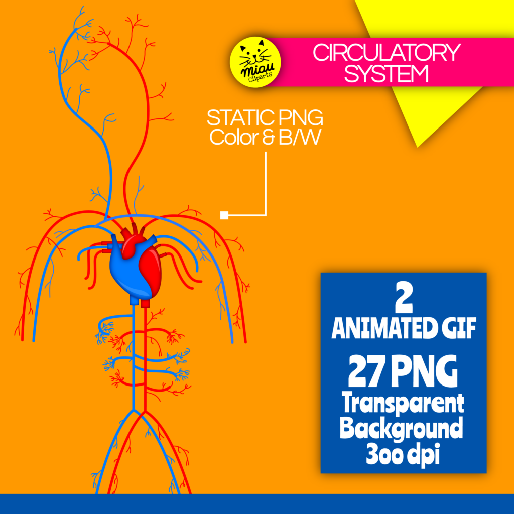Circulatory System Clipart | Human Body illustration | GIFs and PNG ...