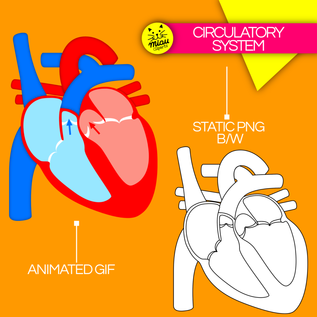 Circulatory System Clipart | Human Body illustration | GIFs and PNG ...