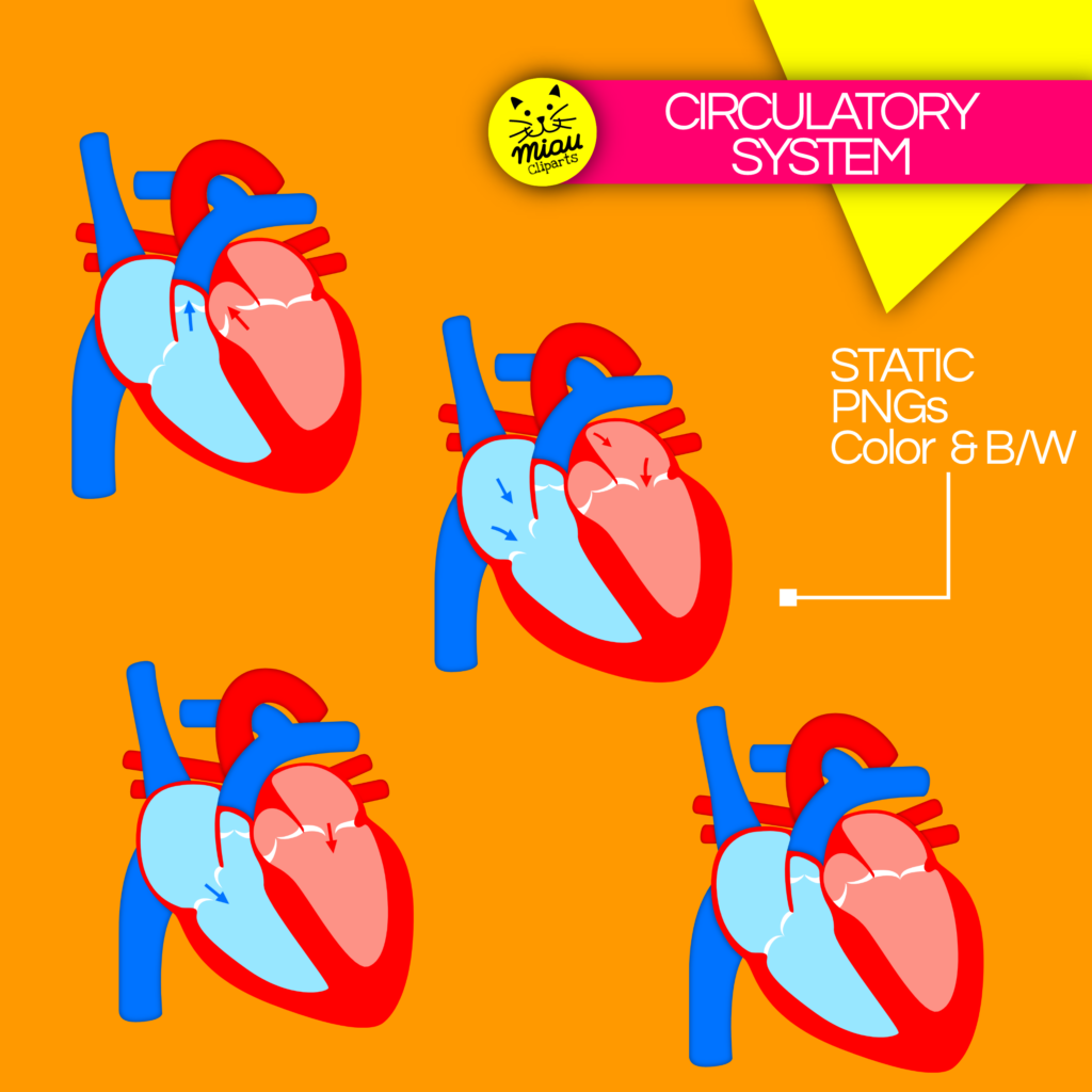 Circulatory System Clipart | Human Body illustration | GIFs and PNG ...