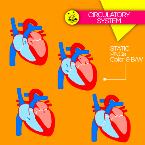 Circulatory System Clipart | Human Body illustration | GIFs and PNG ...