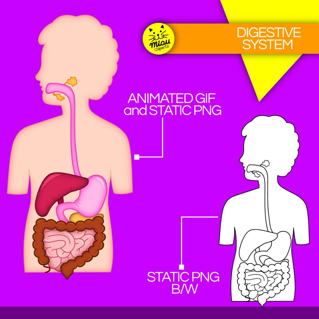 Digestive System Clipart - Human Body Images - GIFs and PNG | Made By ...