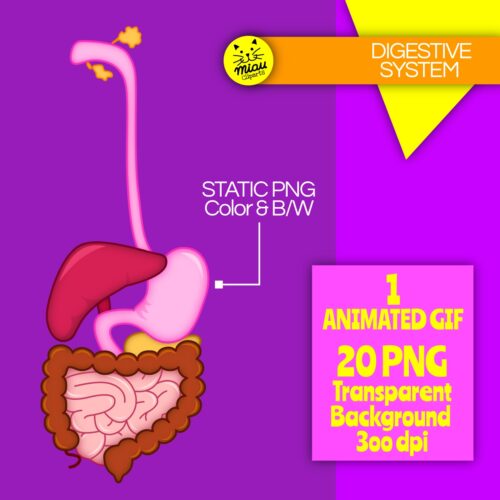 Digestive System Clipart - Human Body Images - GIFs and PNG | Made By ...