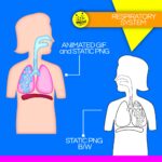 Respiratory System Clipart - Human Body graphics - GIFs And PNG | Made ...