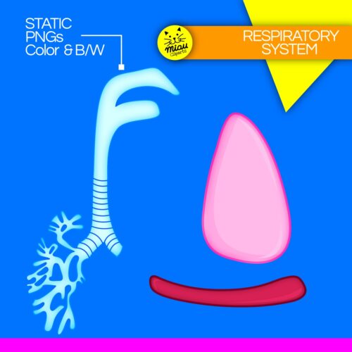 Respiratory System Clipart - Human Body graphics - GIFs And PNG | Made ...