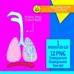 Respiratory System Clipart - Human Body graphics - GIFs And PNG | Made ...