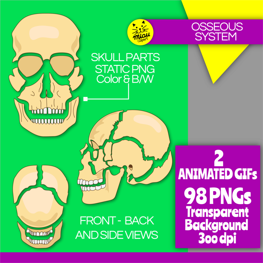 Osseous System Clipart | Skeletal Anatomy | Human Body | Gif And Png ...