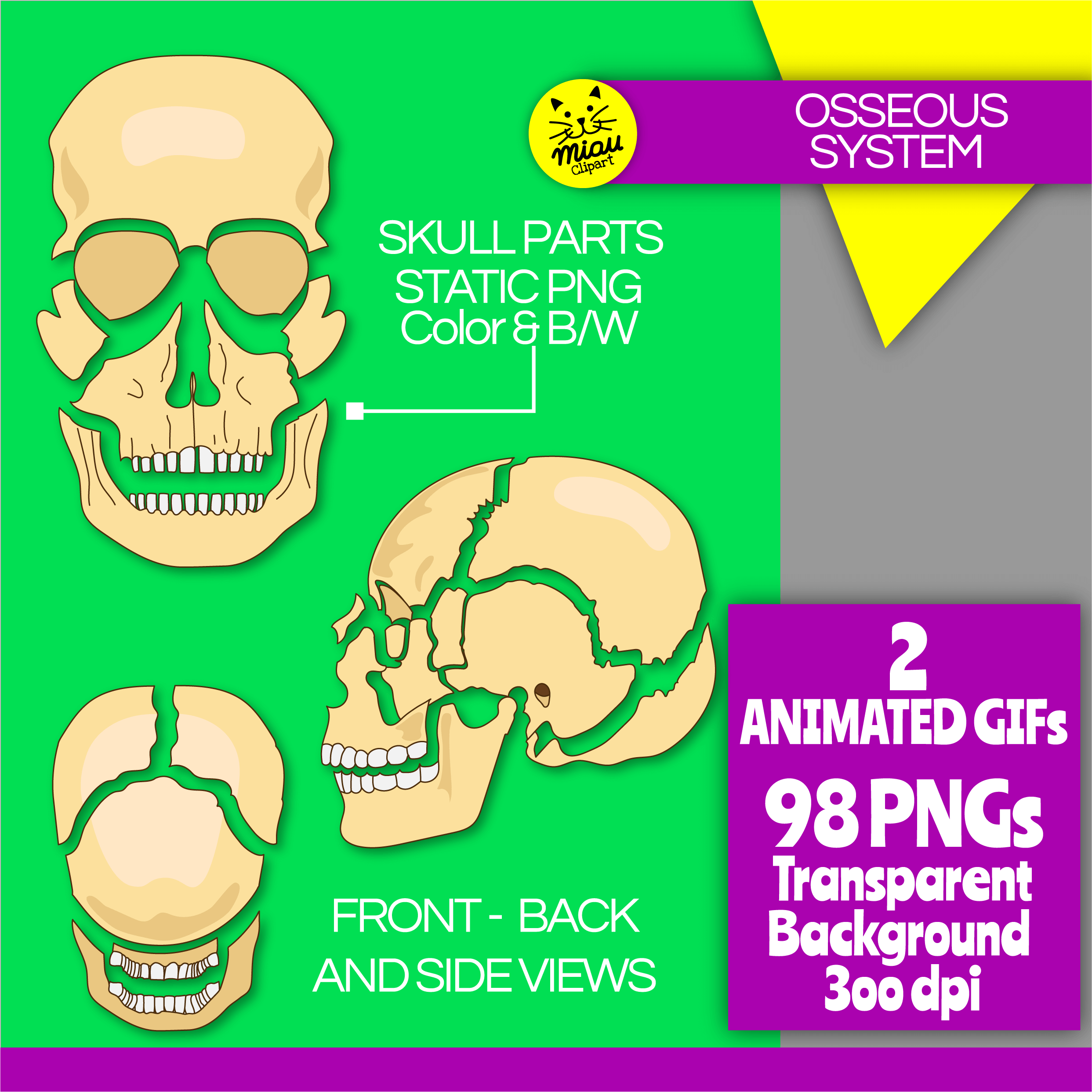 Osseous System Clipart | Skeletal Anatomy | Human Body | Gif And Png ...