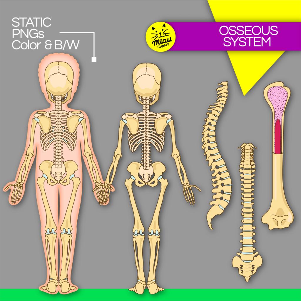 Osseous System Clipart | Skeletal Anatomy | Human Body | Gif And Png ...