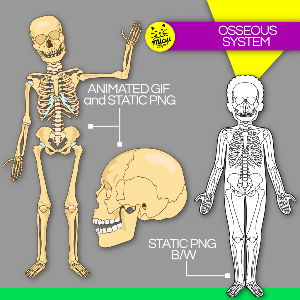 Osseous System Clipart | Skeletal Anatomy | Human Body | Gif And Png ...