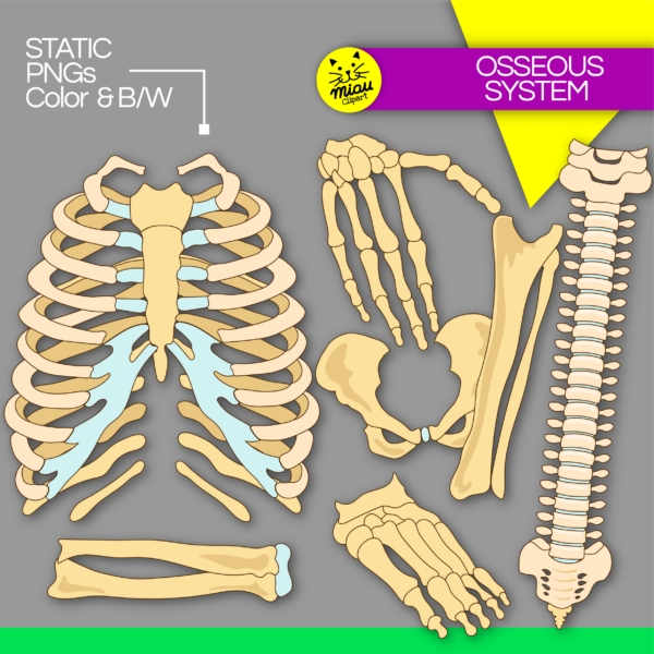 Osseous System Clipart | Skeletal Anatomy | Human Body | Gif And Png ...
