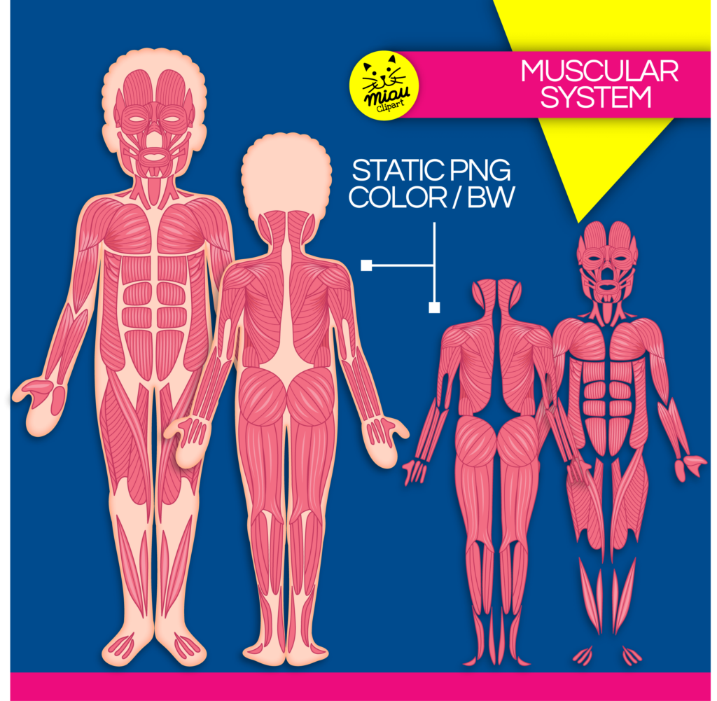 Muscular System Clipart | Organs Anatomy | Human Body | Gif And Png ...