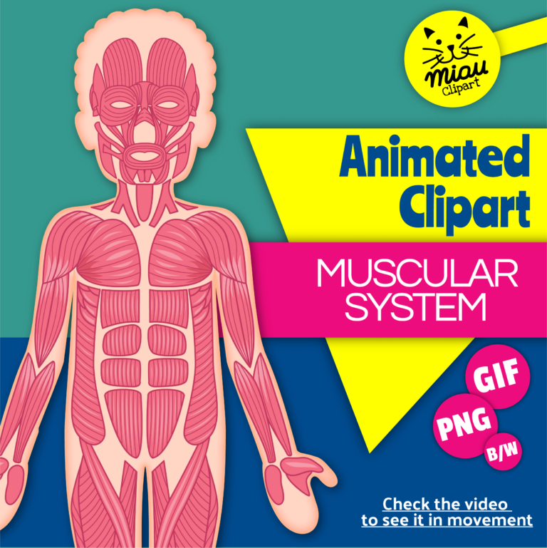 Muscular System Clipart | Organs Anatomy | Human Body | Gif And Png ...