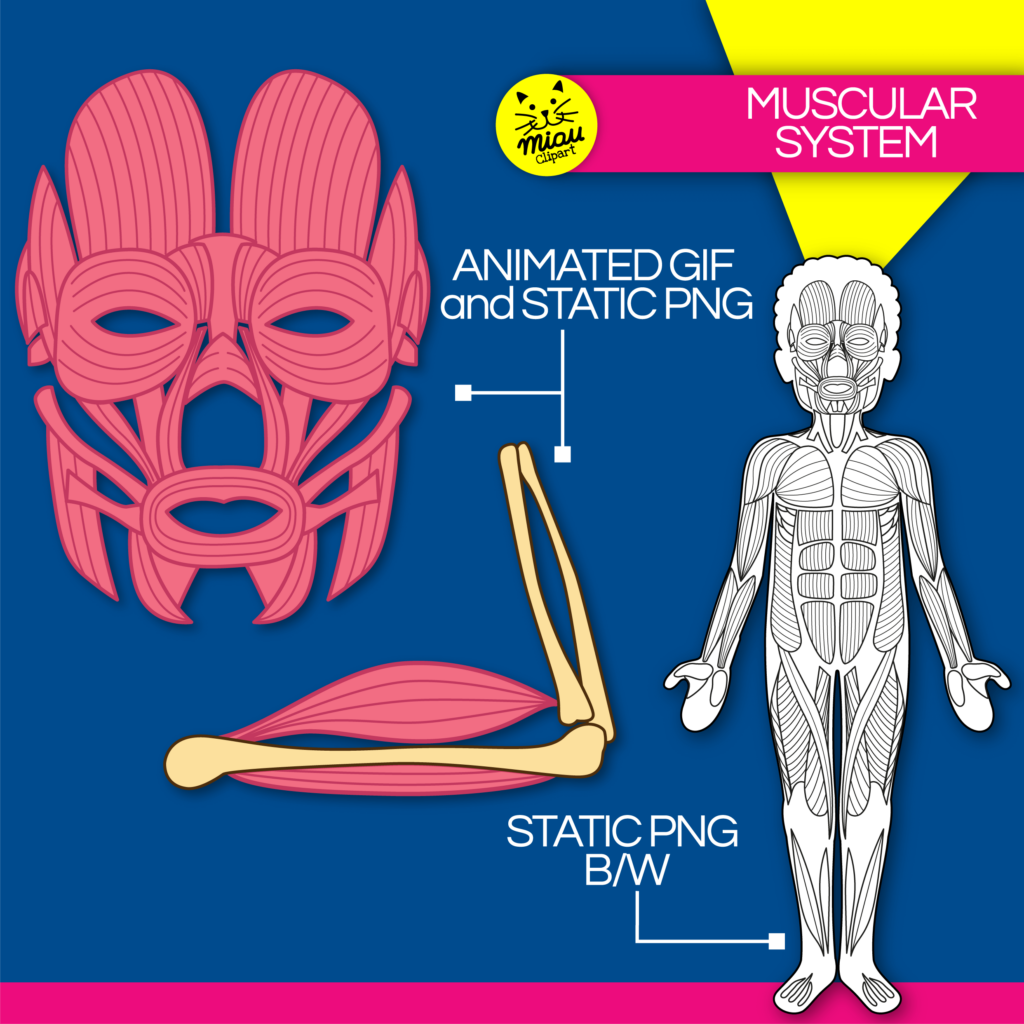 Muscular System Clipart | Organs Anatomy | Human Body | Gif And Png ...