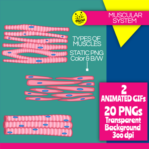 Muscular System Clipart | Organs Anatomy | Human Body | Gif And Png ...